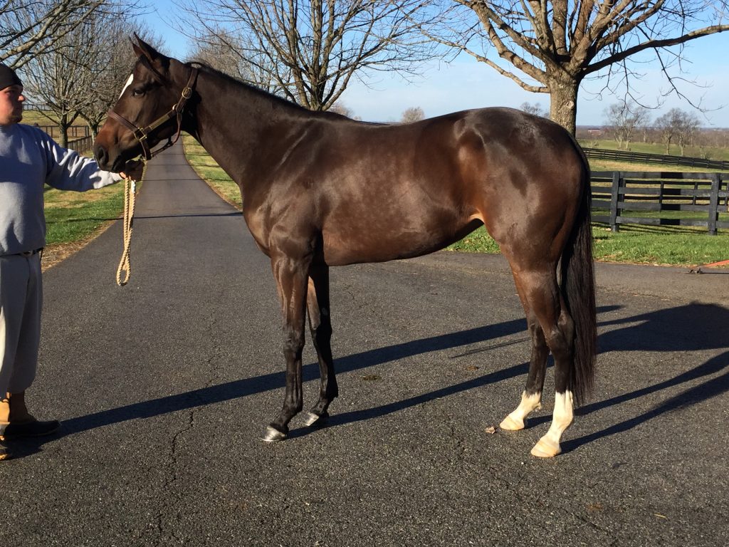 Snap Cat — Magic Cap Stables